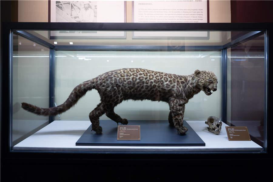 The Royal Asiatic Society Building: The Museum on Museum Road ...